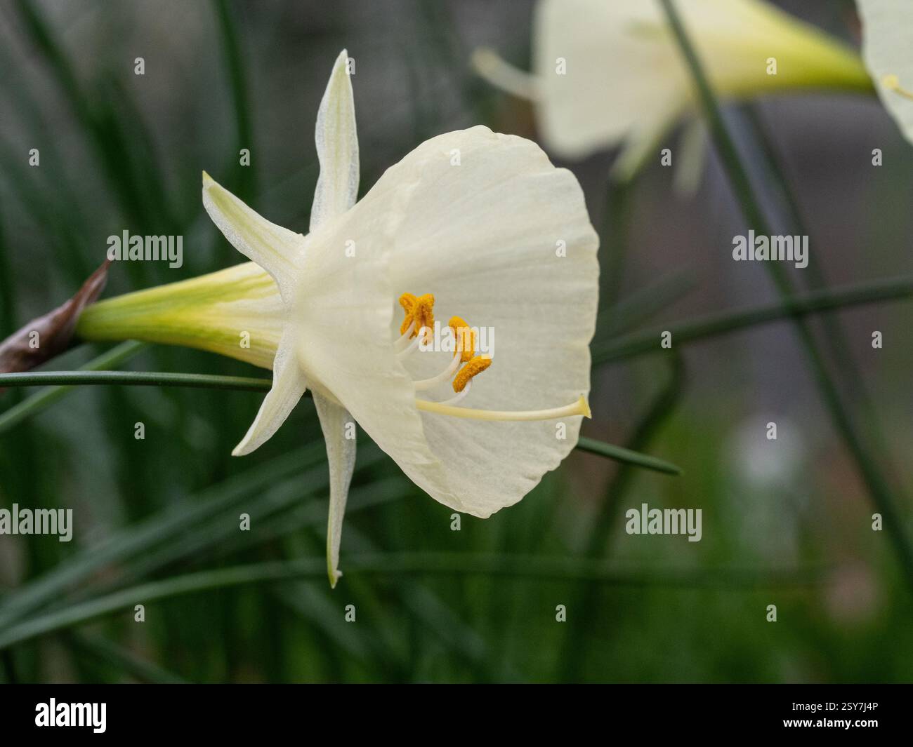 Narcissus bulbocodium arctic bells hi-res stock photography and images ...
