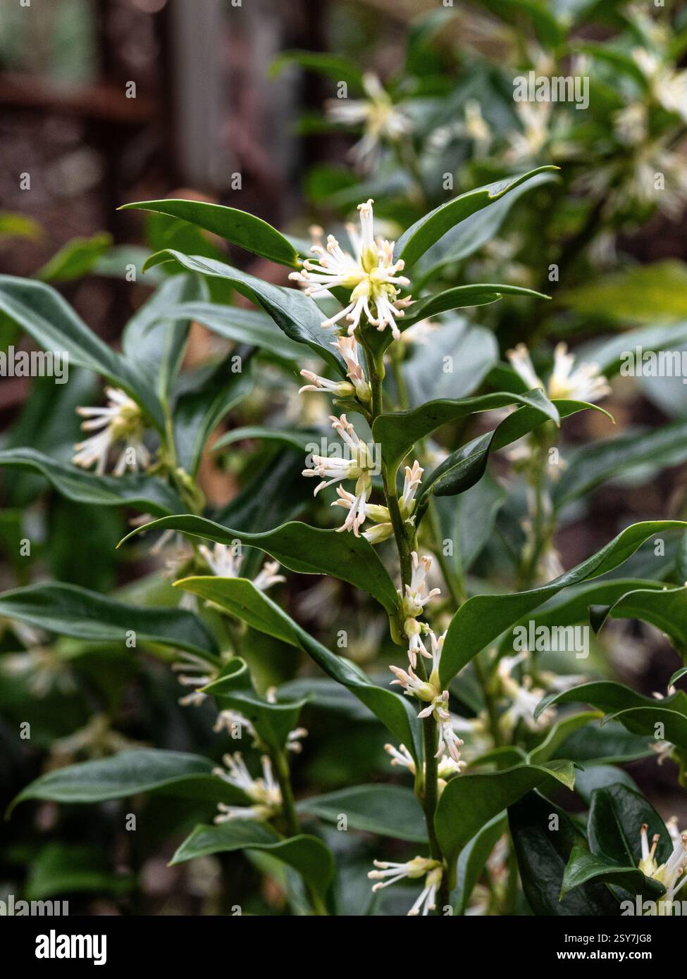 The delicate white flowers along the stems of the winter flowering ...