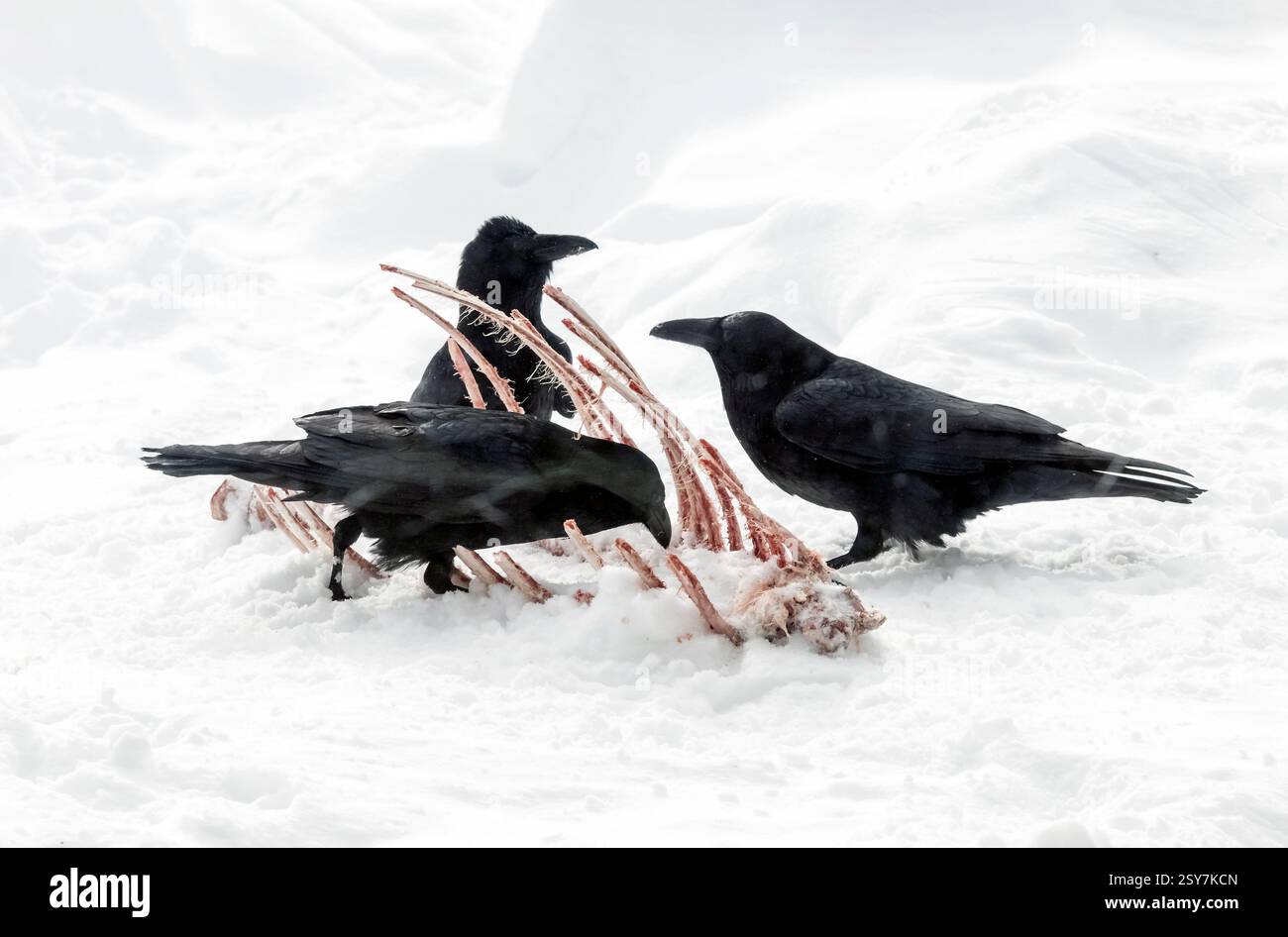 Wolf-killed deer remains, Ravens, Wyoming Stock Photo - Alamy