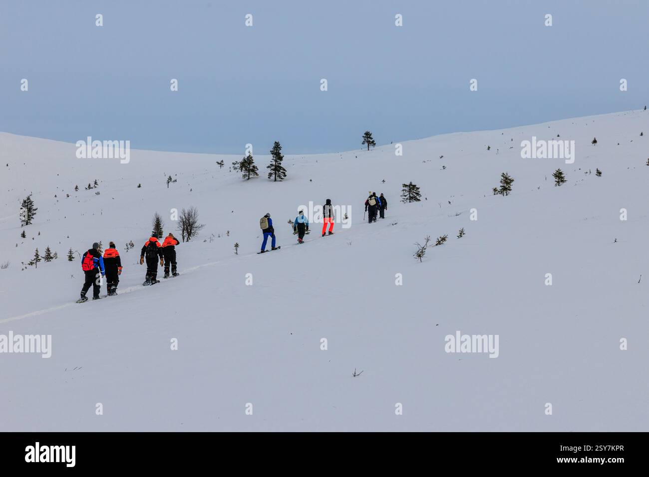 a group of walkers in bright colours on a snowshoe hike walk in a line ...