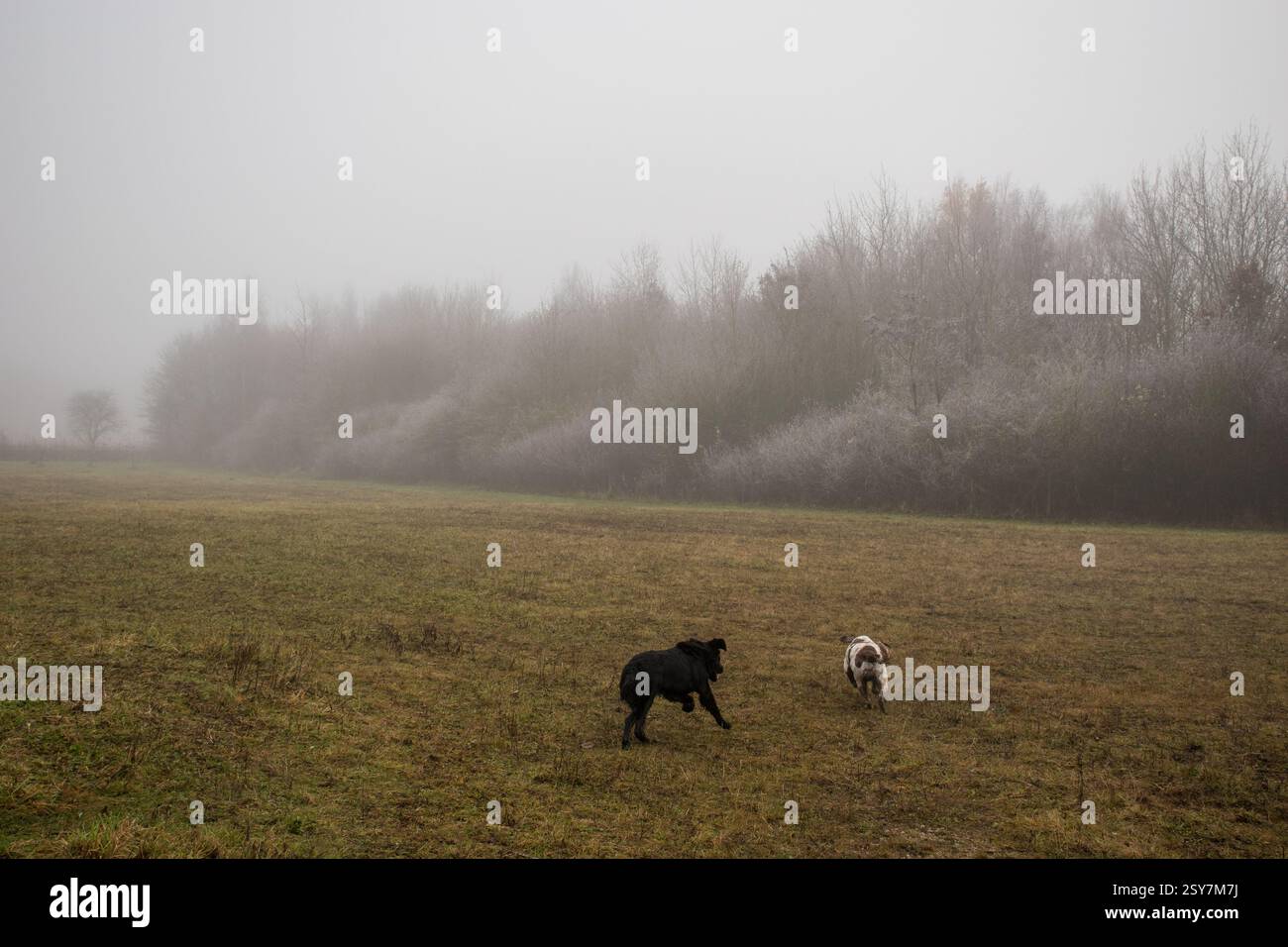 Heavy fog at the local country park Stock Photo - Alamy