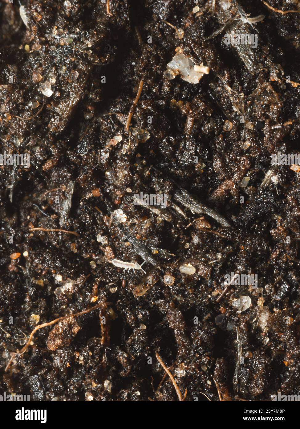 Healthy soil with tiny springtails Stock Photo - Alamy