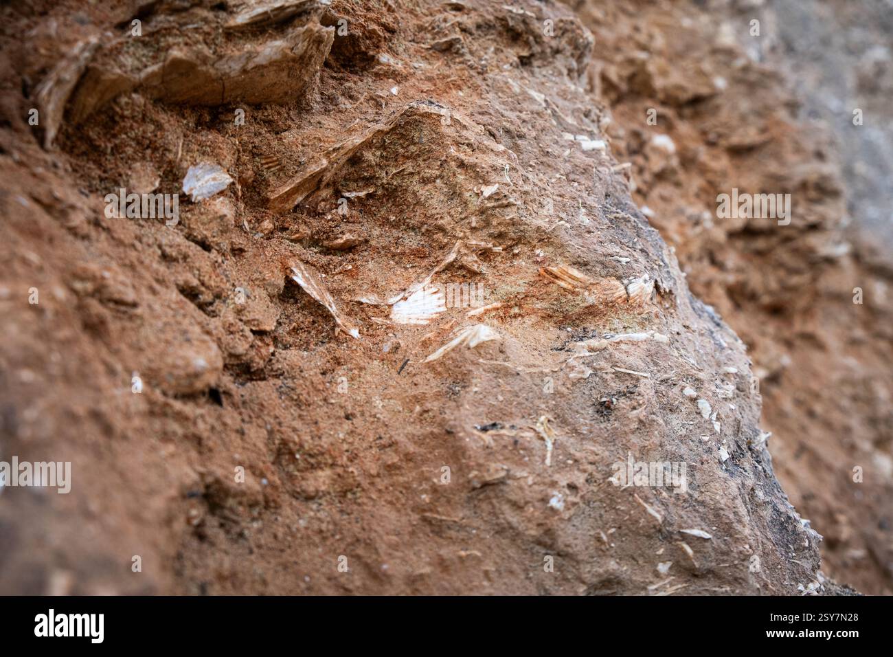 Geological fossils of the old ocean floor in the limestone rock cliffs ...