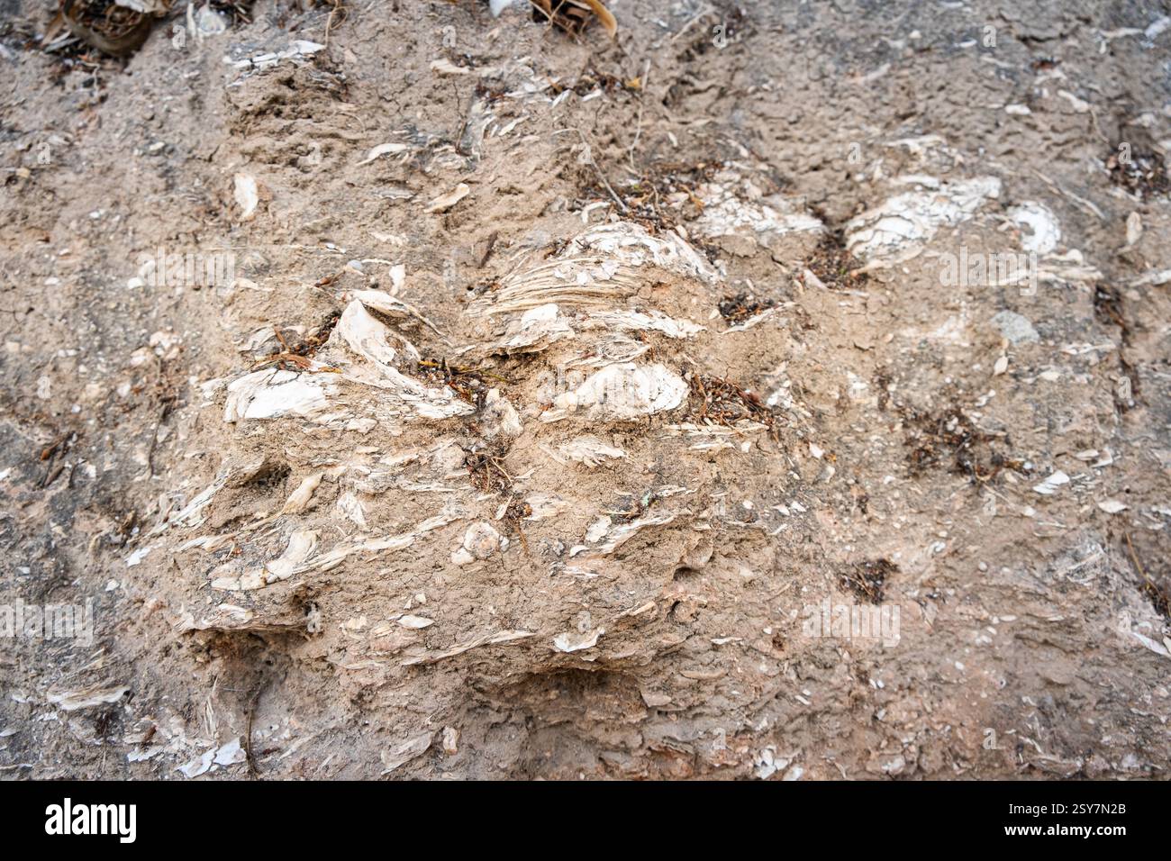 Geological fossils of the old seafloor in the limestone rock cliffs of ...