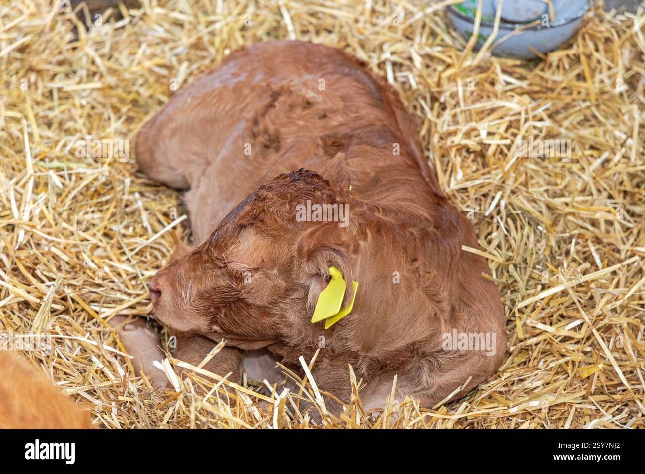 Small Newborn Brown Baby Calf Laying Down at Hay in Barn Stock Photo ...