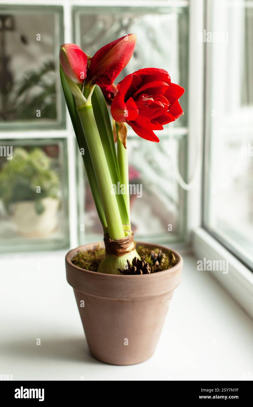 Bright blooming red hippeastrum with buds in clay pot decorated with ...