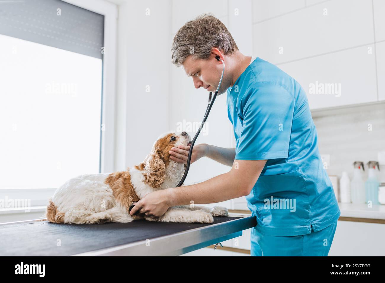 Veterinarian using a stethoscope to examine, diagnose, and treat a dog ...