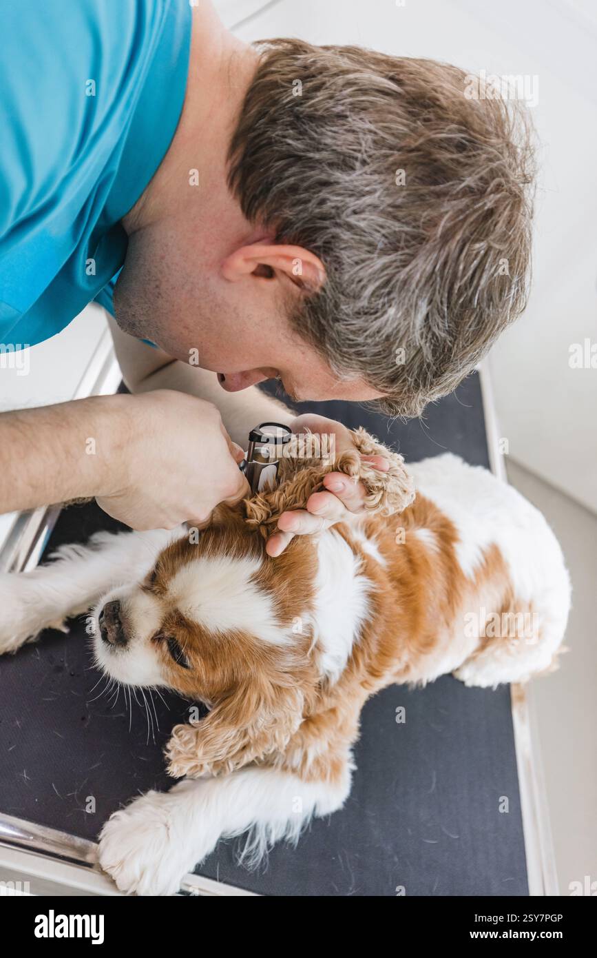 Veterinarian examining a dog's ears with an otoscope in a veterinary ...