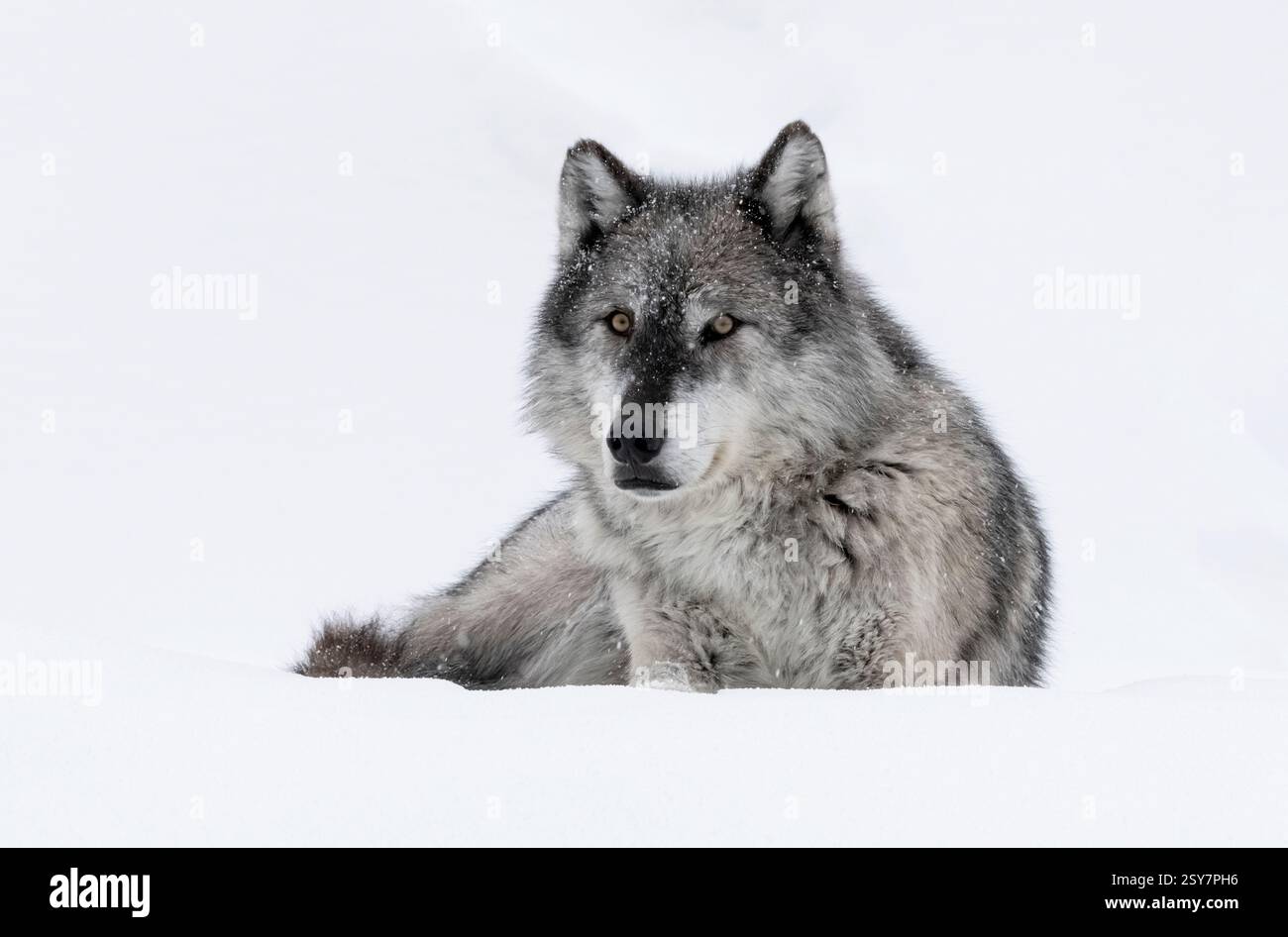 Wolf; Snow; Winter; Montana Stock Photo - Alamy