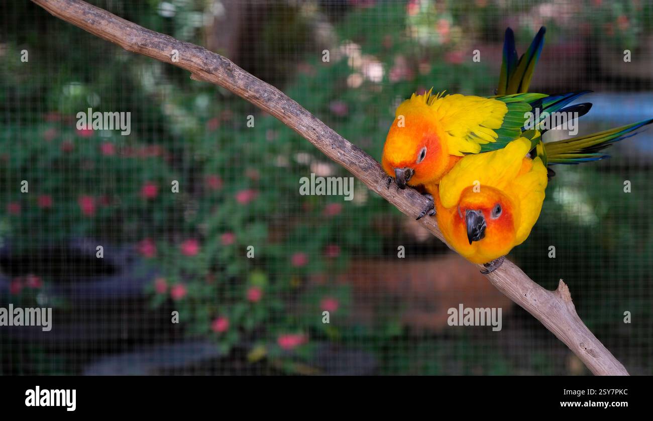 Adorable sun conure zoo hi-res stock photography and images - Alamy