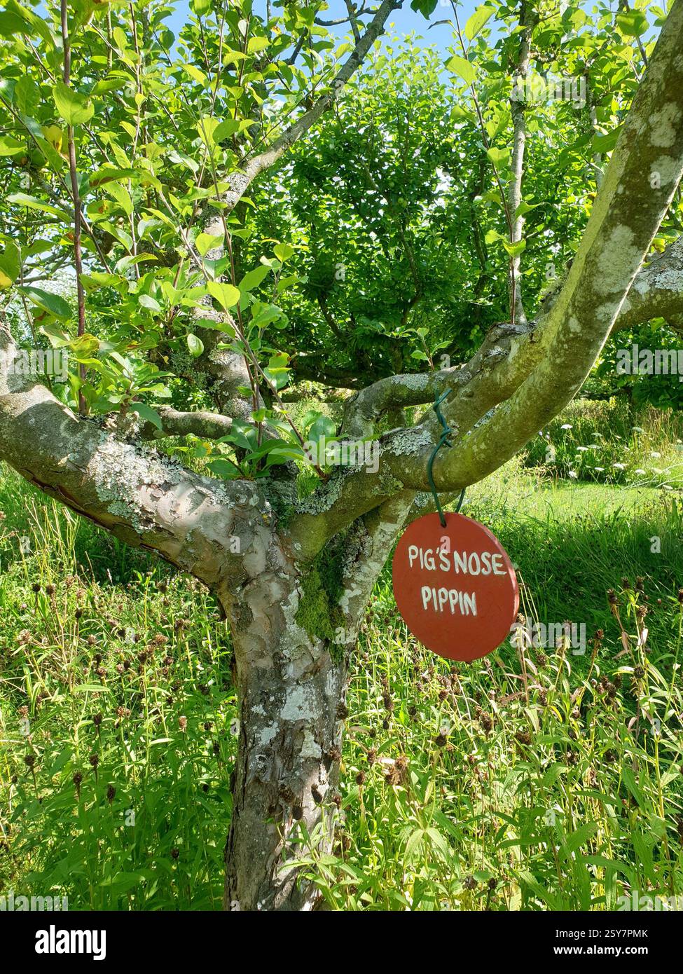 Exploring an apple orchard at Croft Castle in Herefordshire Stock Photo ...