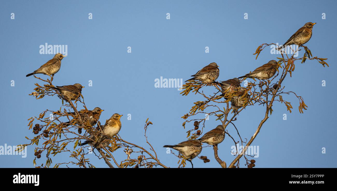 Fieldfares uk farm hi-res stock photography and images - Alamy