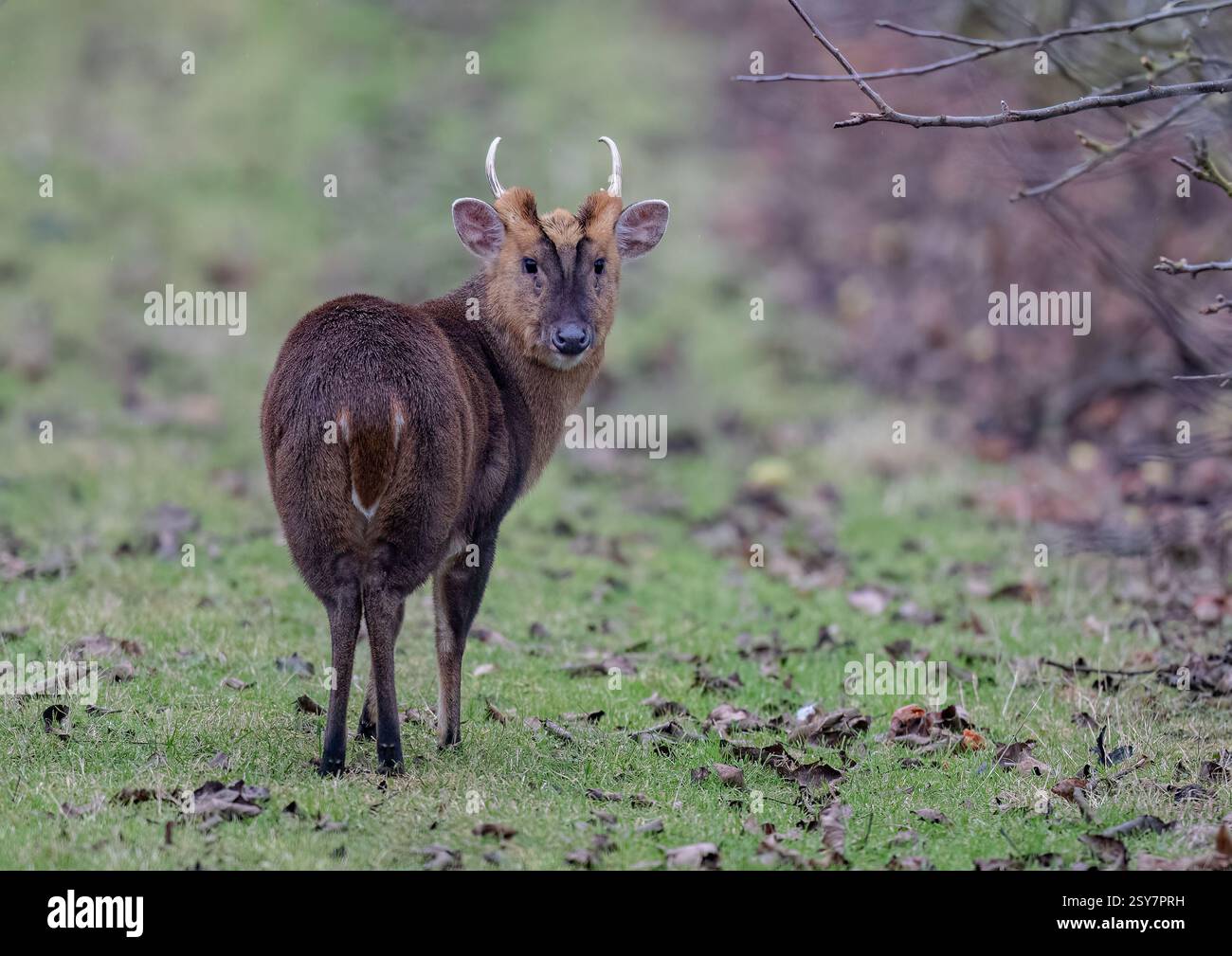 A male Reeves's muntjac ( Muntiacus reevesi ) with a set of pointy ...