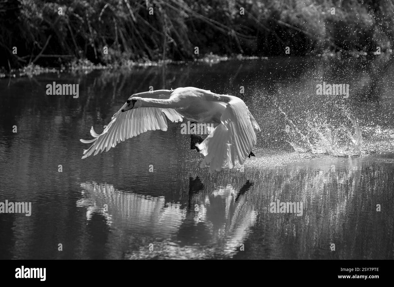 A Mute Swan (Cygnus olor) running on water.Huge outstretched wings as ...
