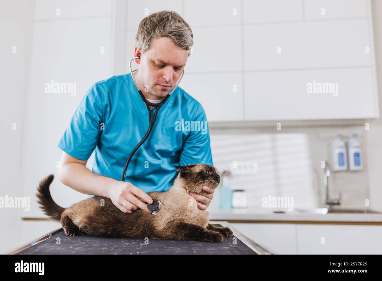 Veterinarian checking the health of a beautiful cat, by listening to ...