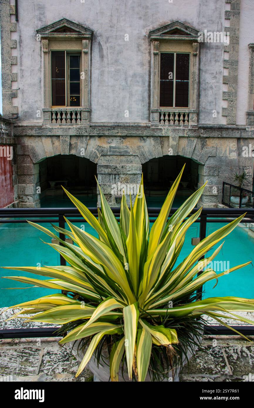 Yucca plant florida hi-res stock photography and images - Alamy