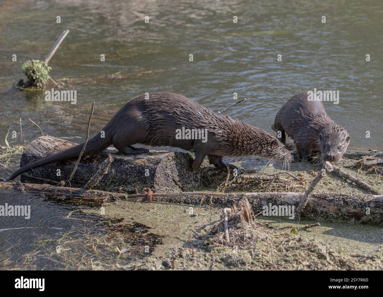 A mother Otter (Lutra lutra) and her almost fully grown cub playing on ...