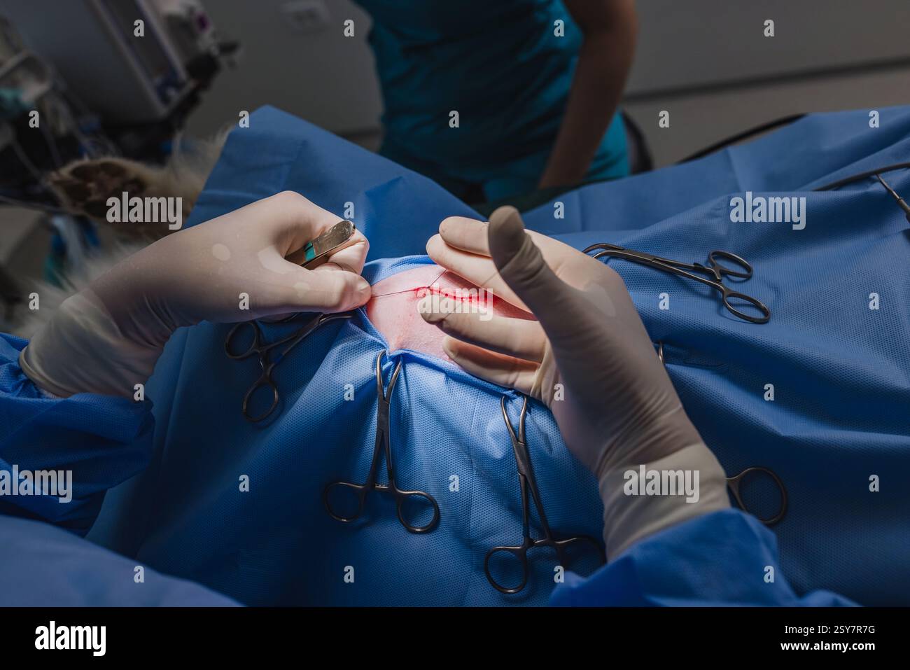 Female veterinarian performing surgery on a patient animal, stitching ...