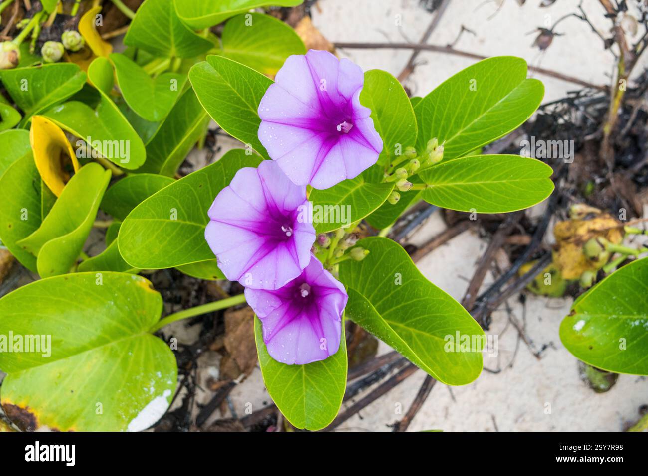 Seaside Yam plant with flowers on the beach in Riviera Maya, Mexico ...