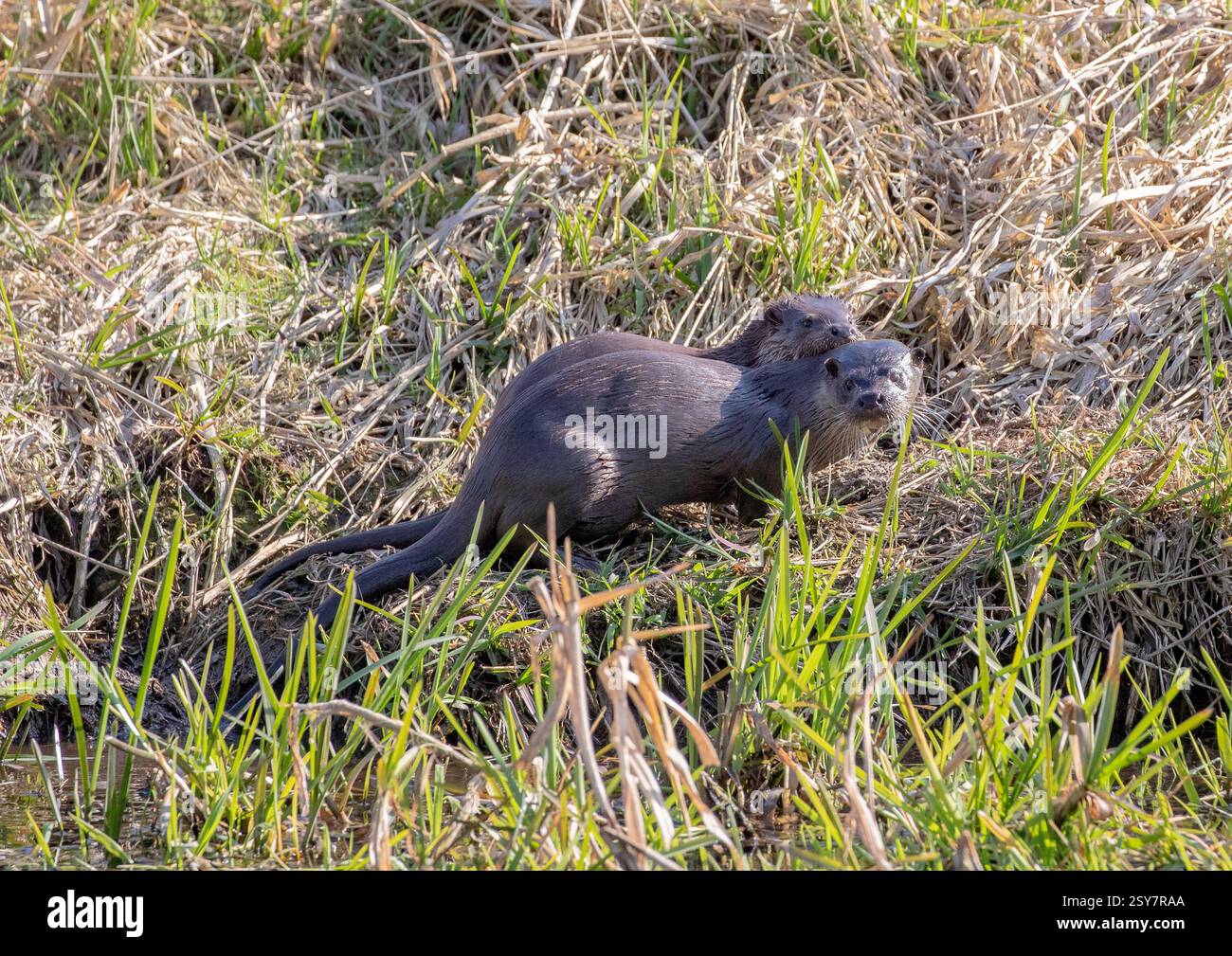 A mother Otter (Lutra lutra) and her almost fully grown cub sitting on ...