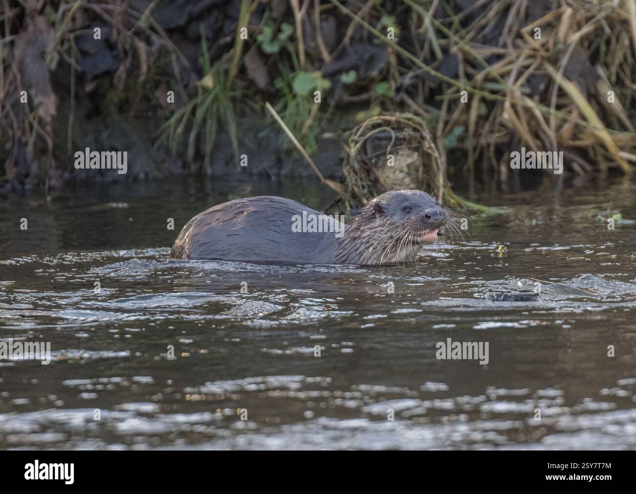 A beautiful Otter (Lutra lutra) beside the riverbank . Showing off it's ...