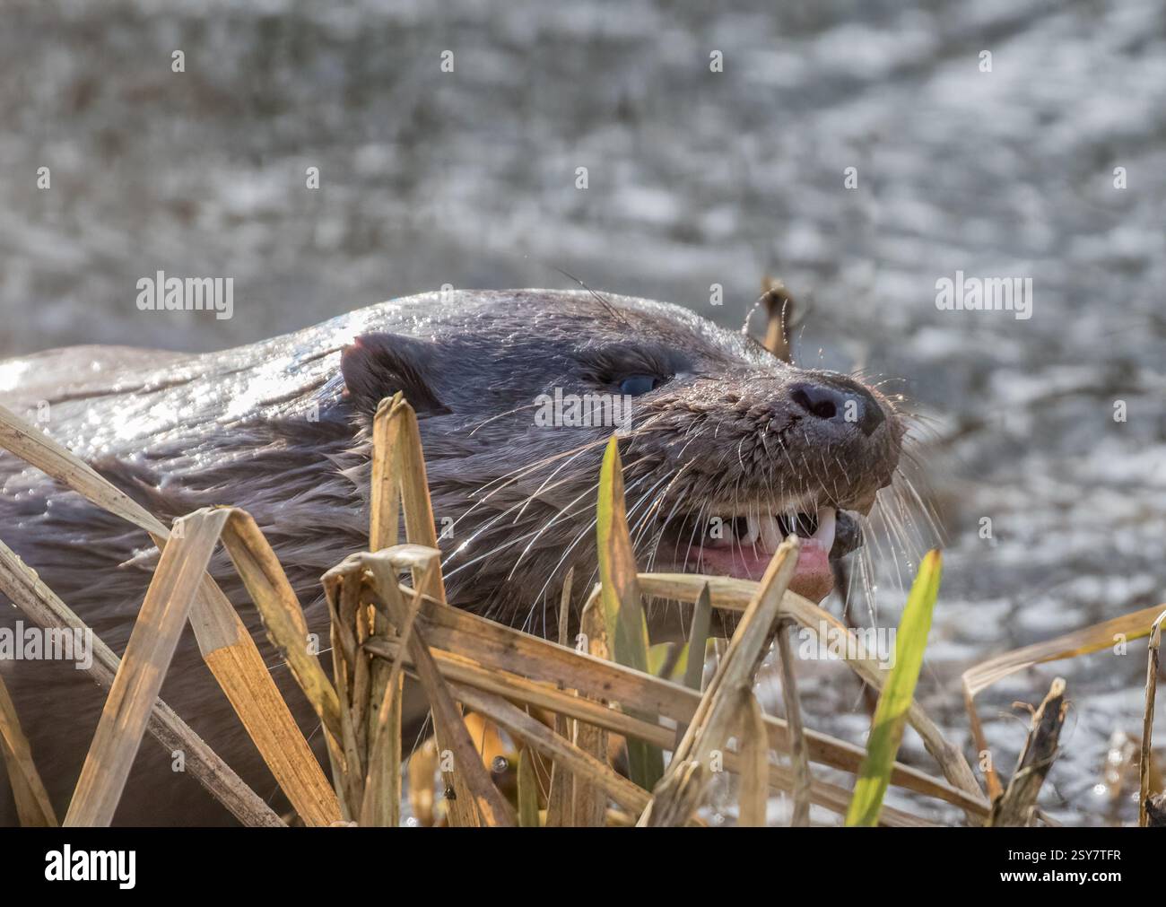 A close up head shot of a beautiful Otter (Lutra lutra) it's mouth open ...