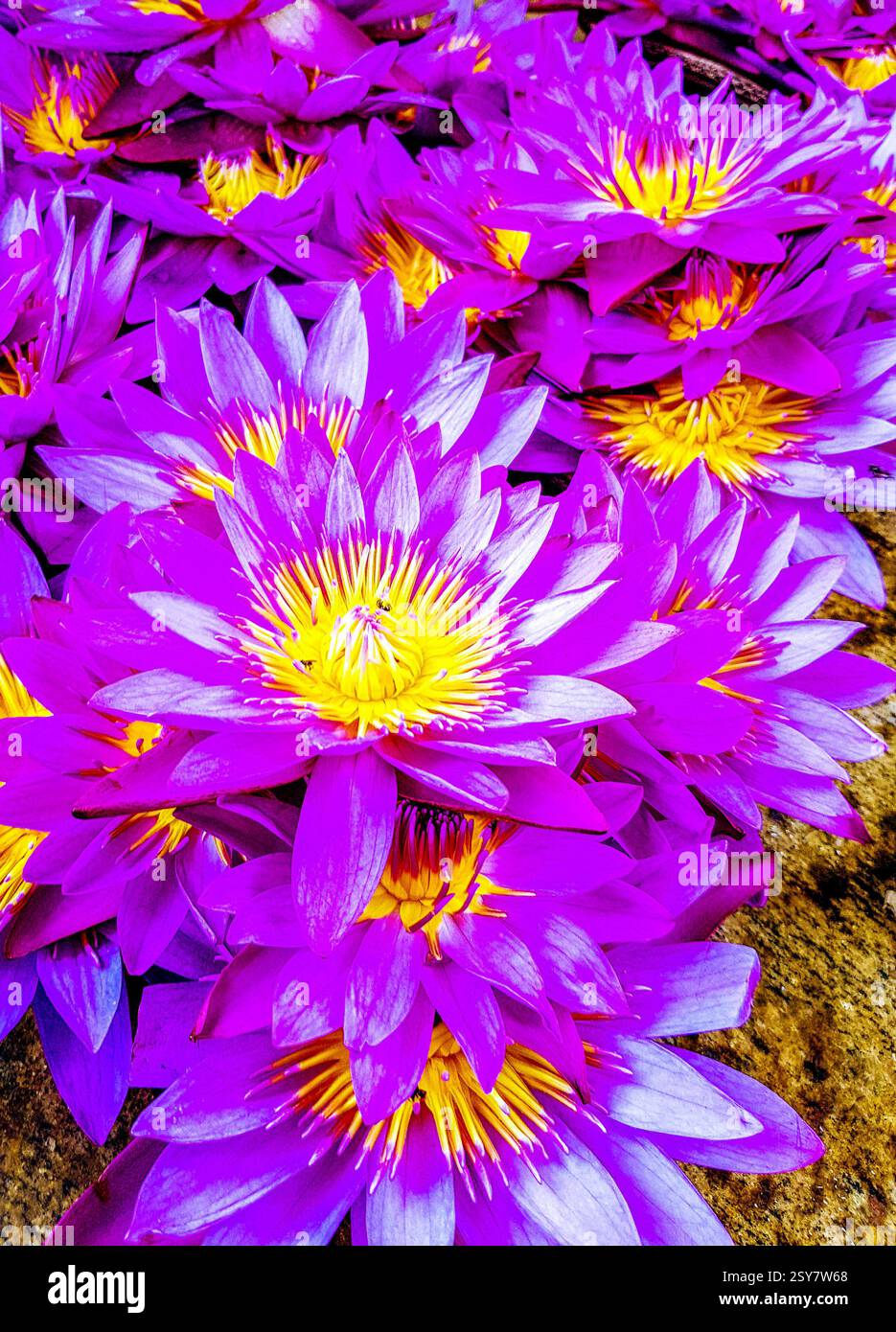 Beautiful purple Lotus flowers in Sri Lanka Stock Photo - Alamy