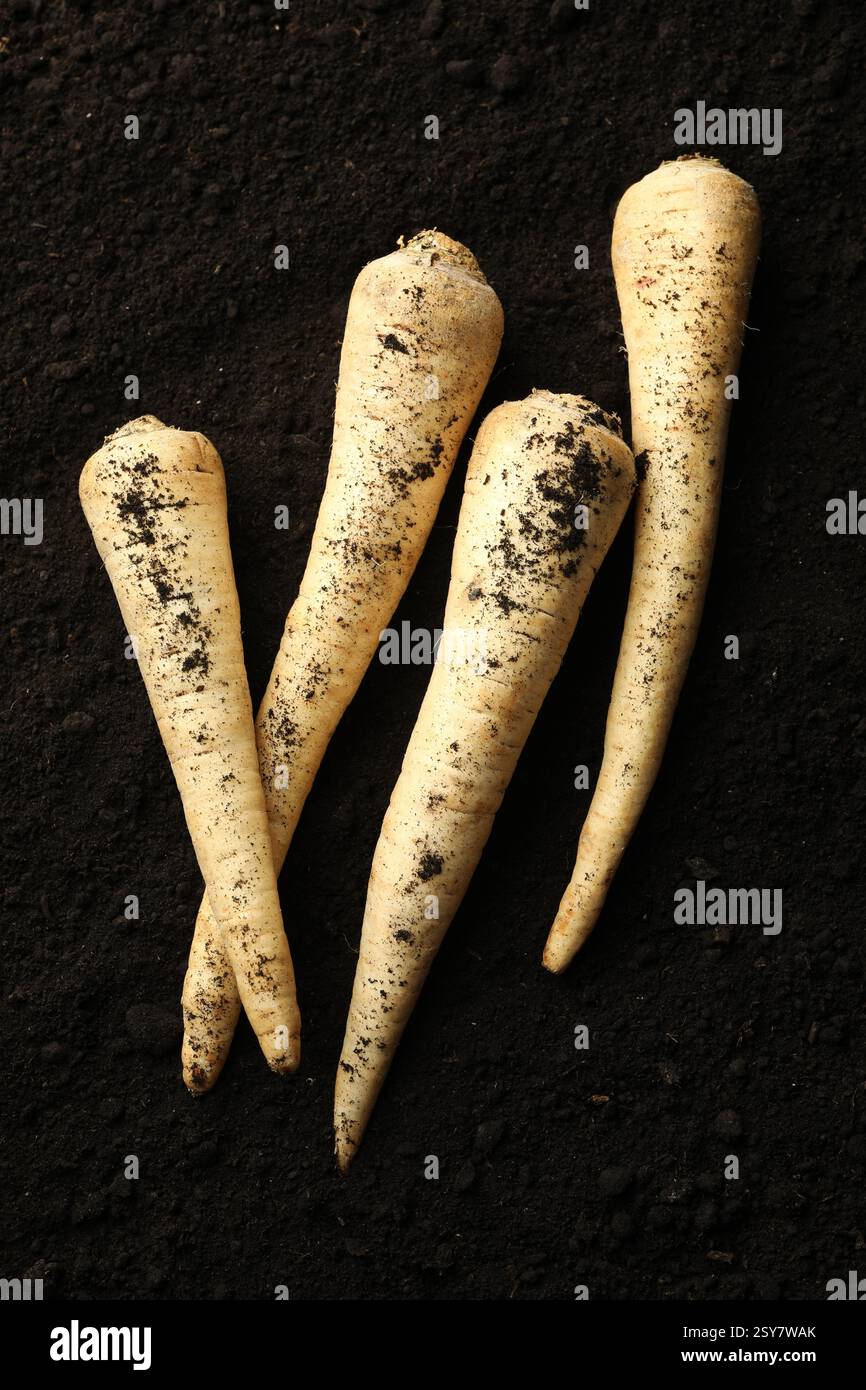 Many raw parsley roots on soil, top view. Root vegetable Stock Photo ...