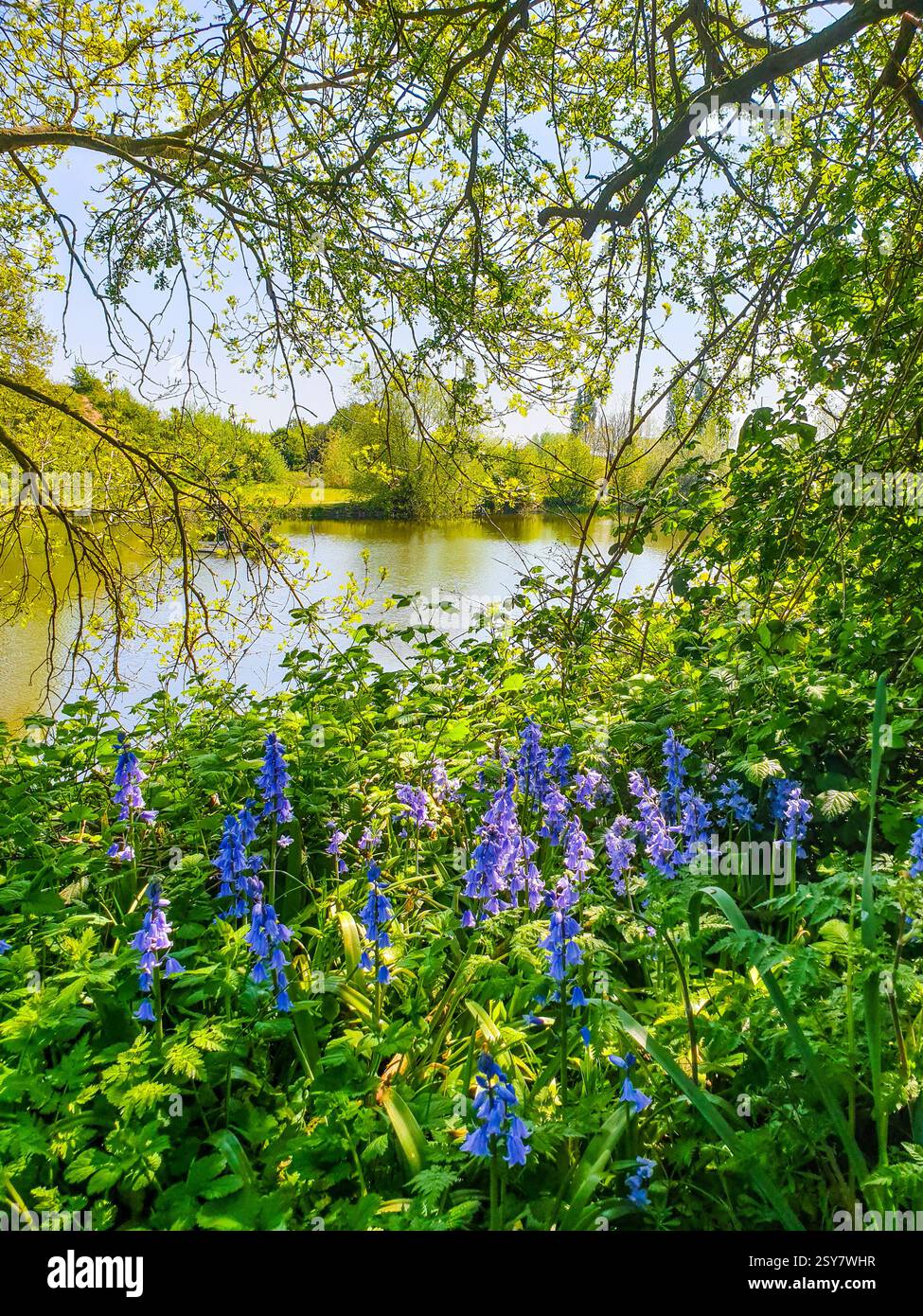 Spring colour at a nature reserve in Nottingham, UK Stock Photo - Alamy