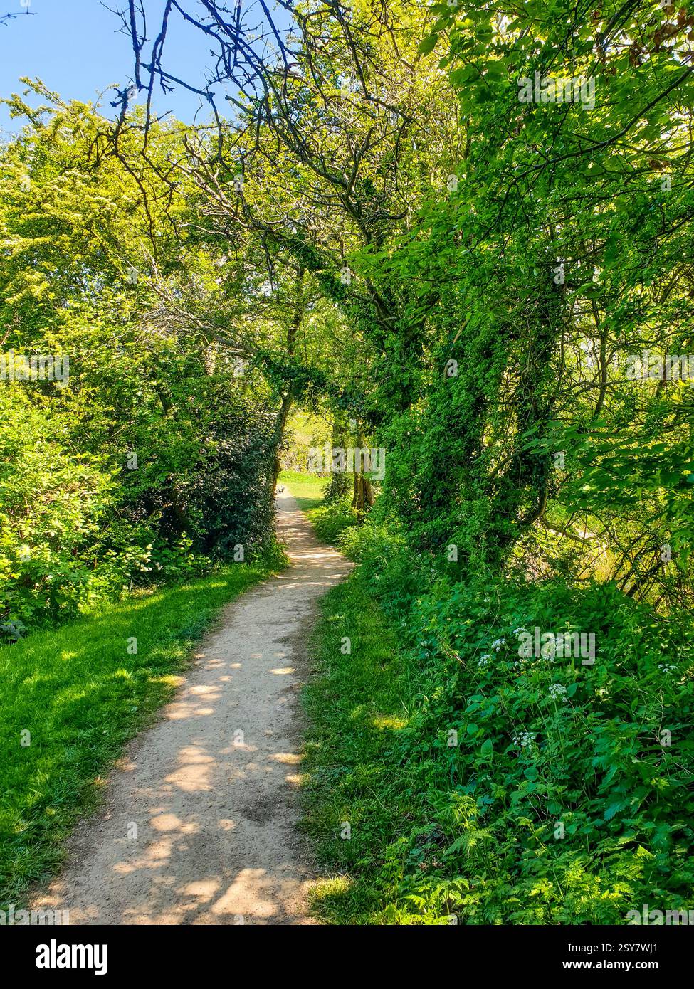 Spring colour at a nature reserve in Nottingham, UK Stock Photo - Alamy