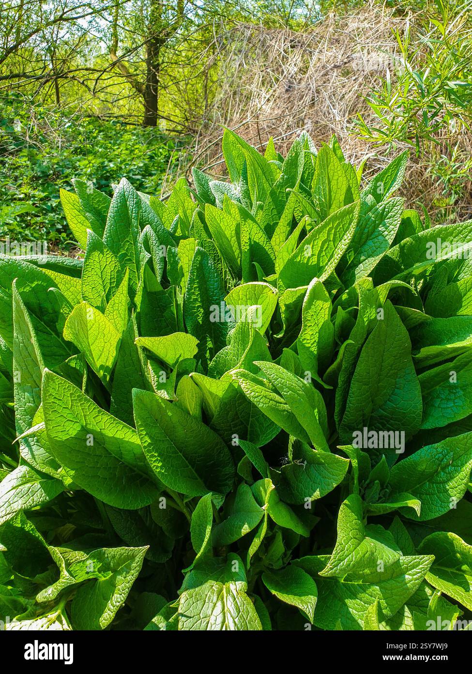 Spring colour at a nature reserve in Nottingham, UK Stock Photo - Alamy