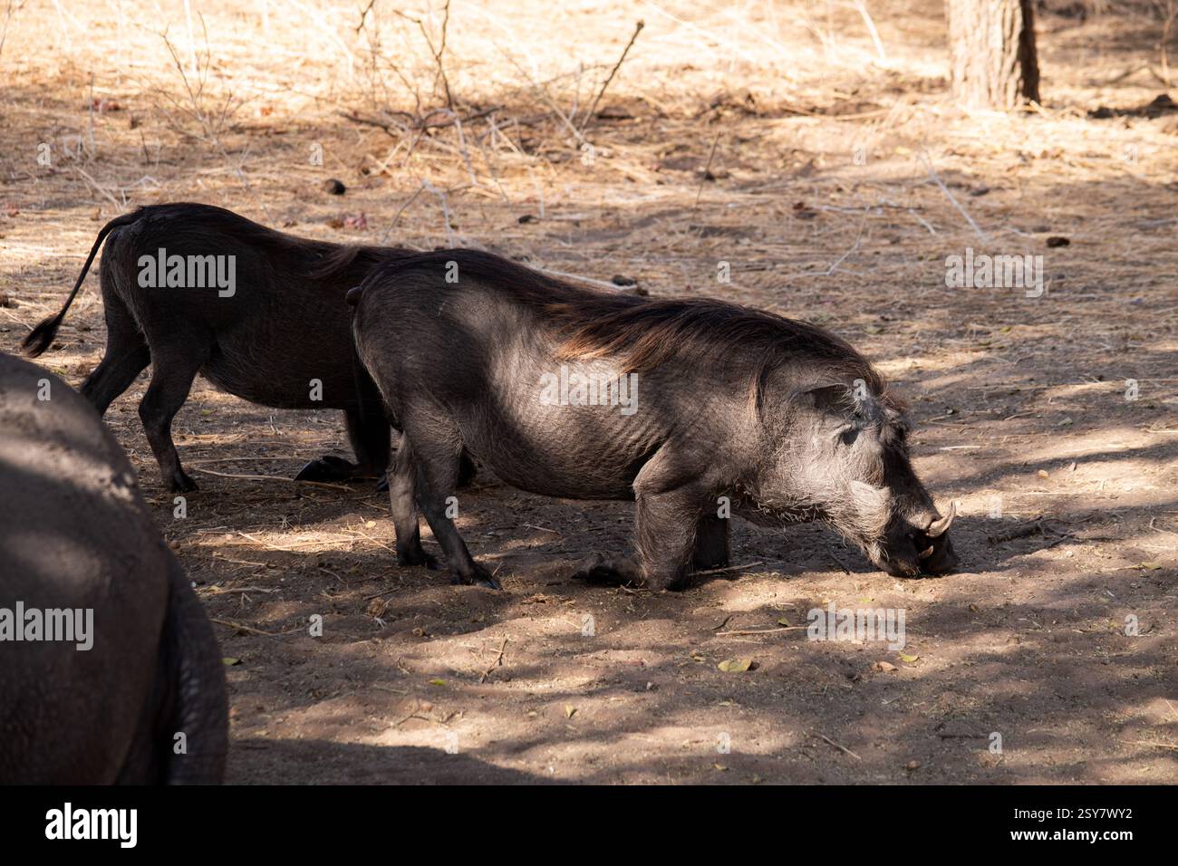 Two warthogs crouching on their front legs to eat in a Game reserve in ...