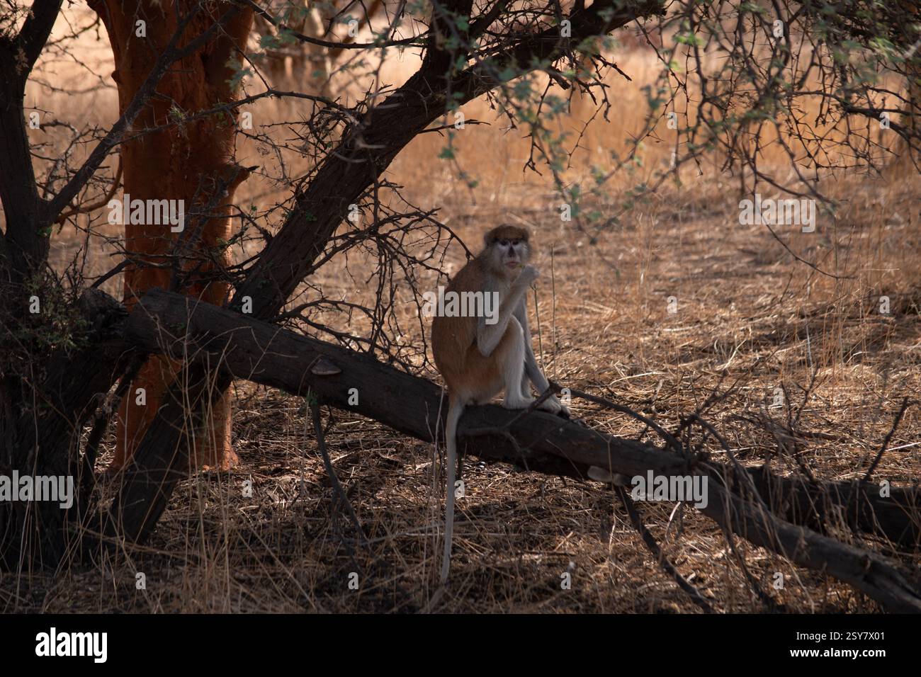 Monkey in the biosphere reserve hi-res stock photography and images - Alamy