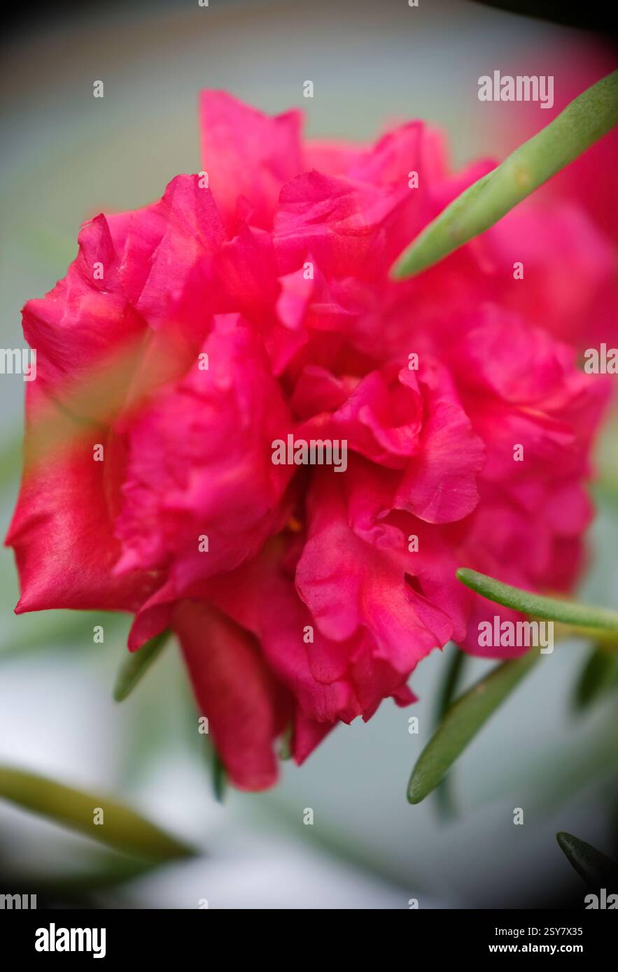 Close-up of portulaca grandiflora or moss rose Stock Photo - Alamy