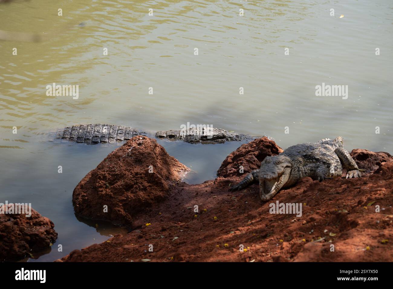 Crocodiles at a Game Reserve in Senegal Stock Photo - Alamy