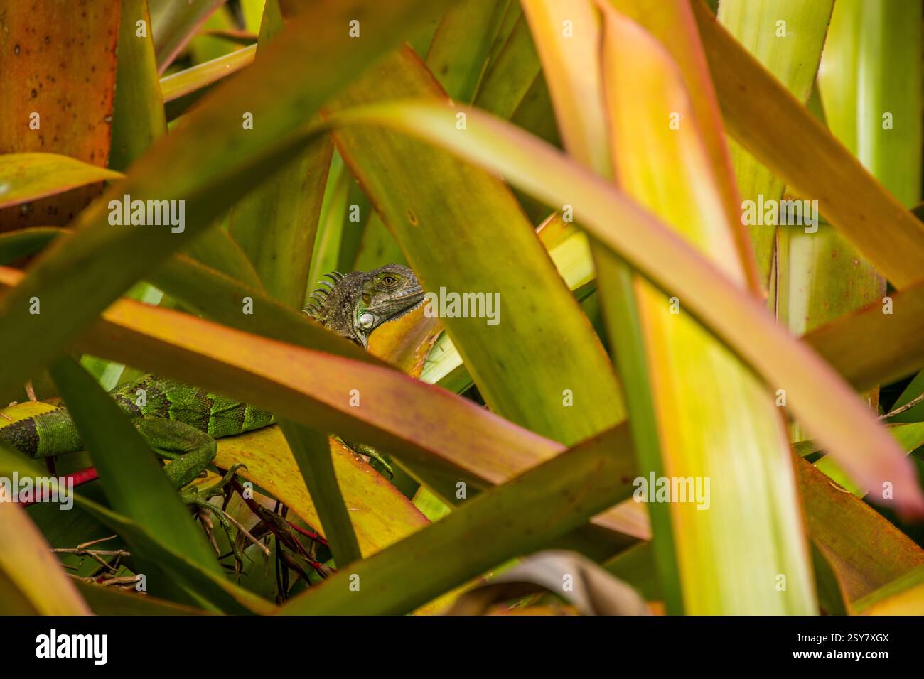 Lizard hiding among the leaves of an aloe vera plant in a botanical ...