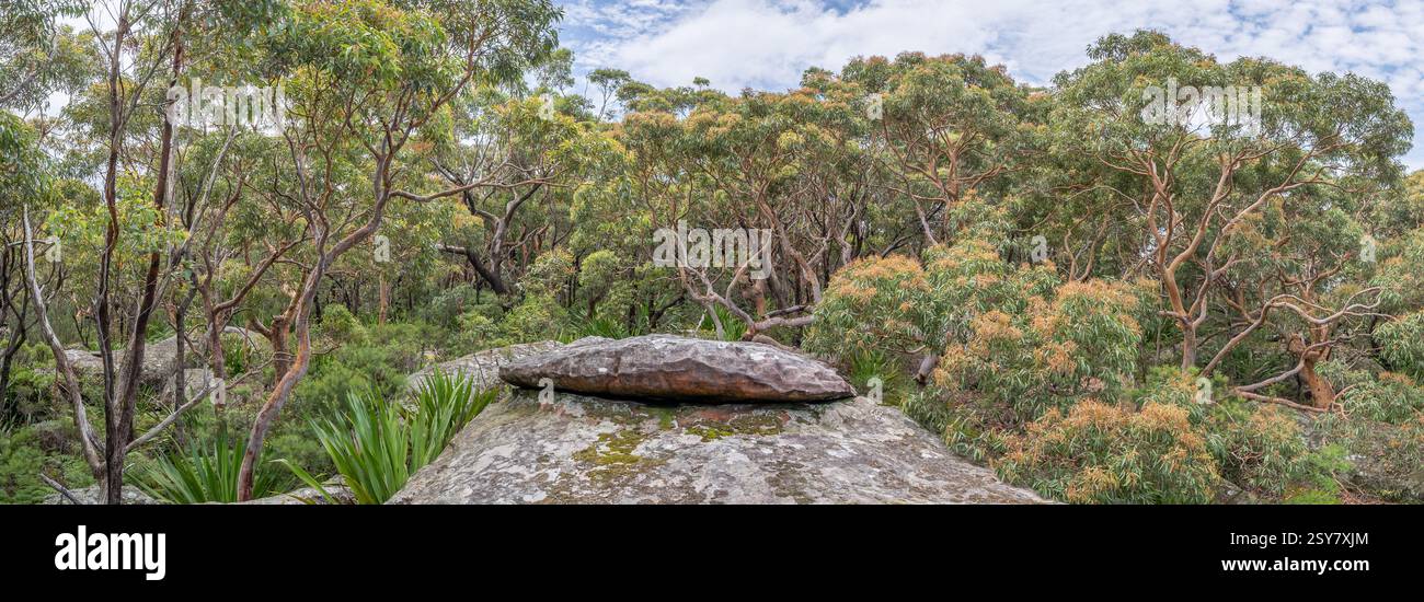 Woodland with Sydney Red Gums and Sandstone, Stanwell Park, Australia ...