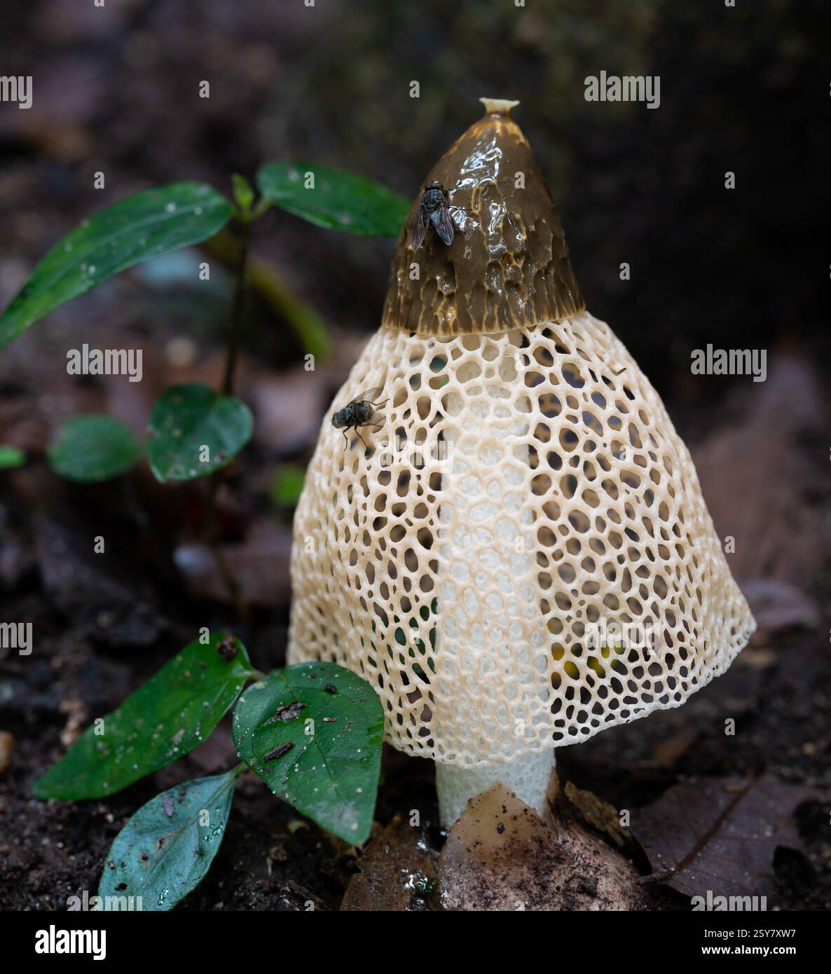 Veiled Lady Stinkhorn (Phallus indusiatus) with Insect Guests Stock ...