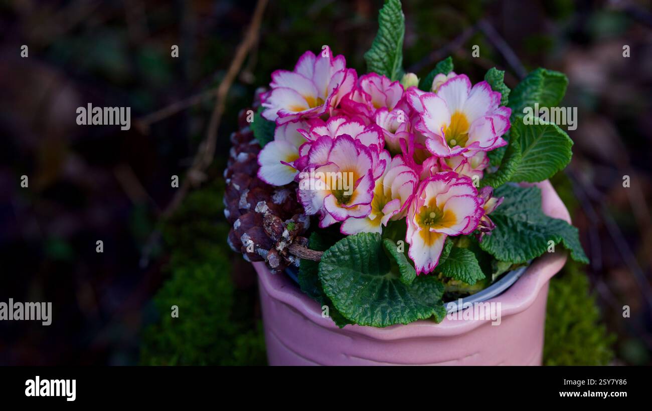 A pink potted primrose in the garden Stock Photo - Alamy