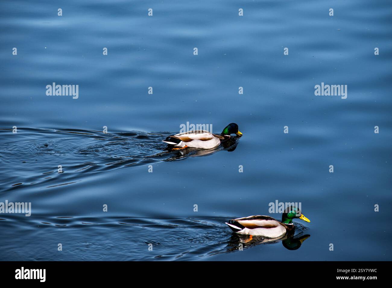 Two male Mallard ducks swimming on a pond in Nottingham, UK Stock Photo ...