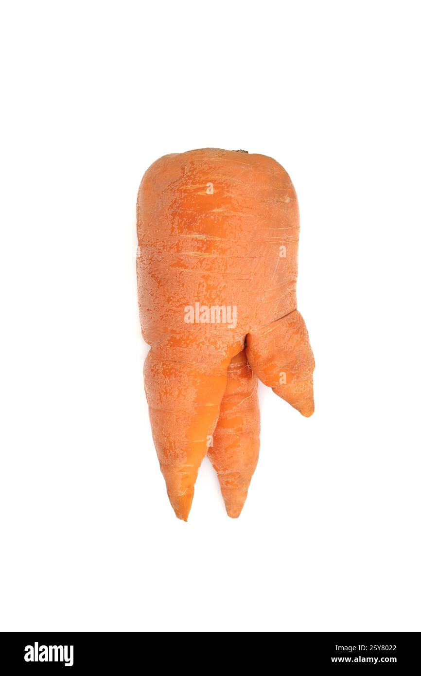 Forked carrot deformed organic root vegetable on white. Twisted produce ...
