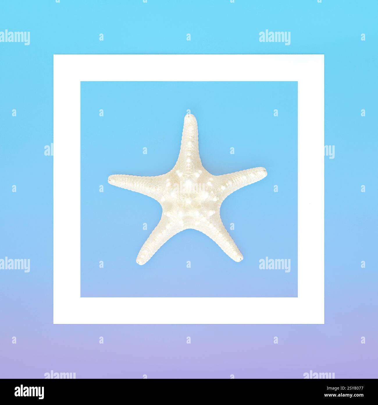 Starfish seashell frame on gradient blue purple background. Romantic minimal decorative marine ...