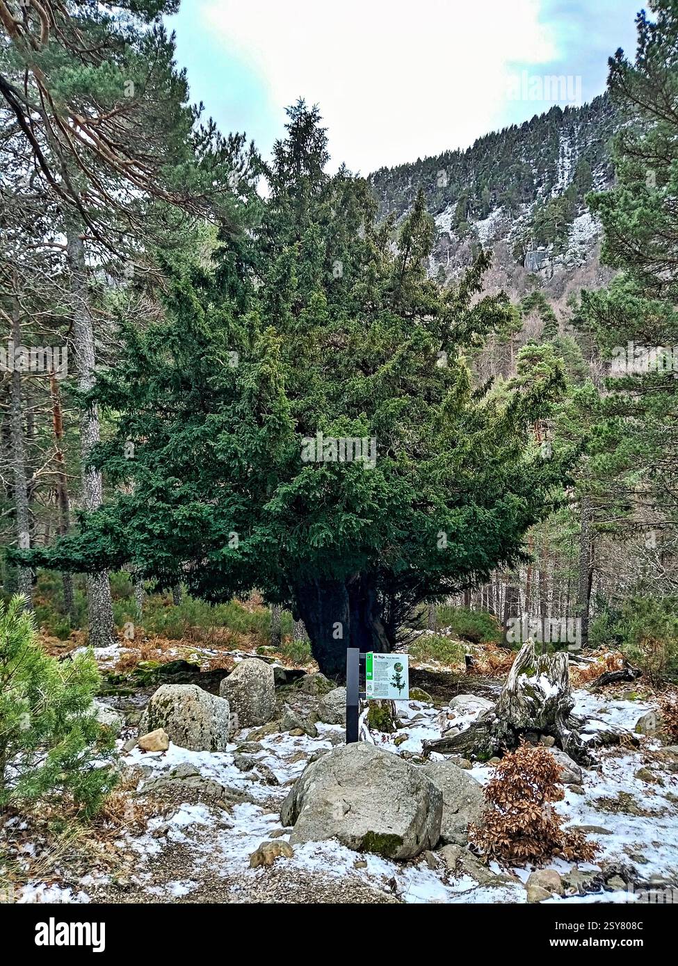 A majestic yew tree (Taxus baccata) stands in a snowy forest landscape ...