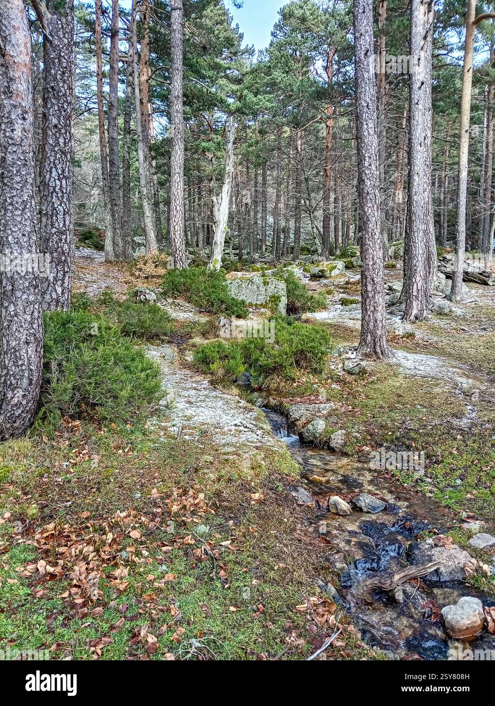 A peaceful forest scene with pine trees, a small stream, and patches of ...
