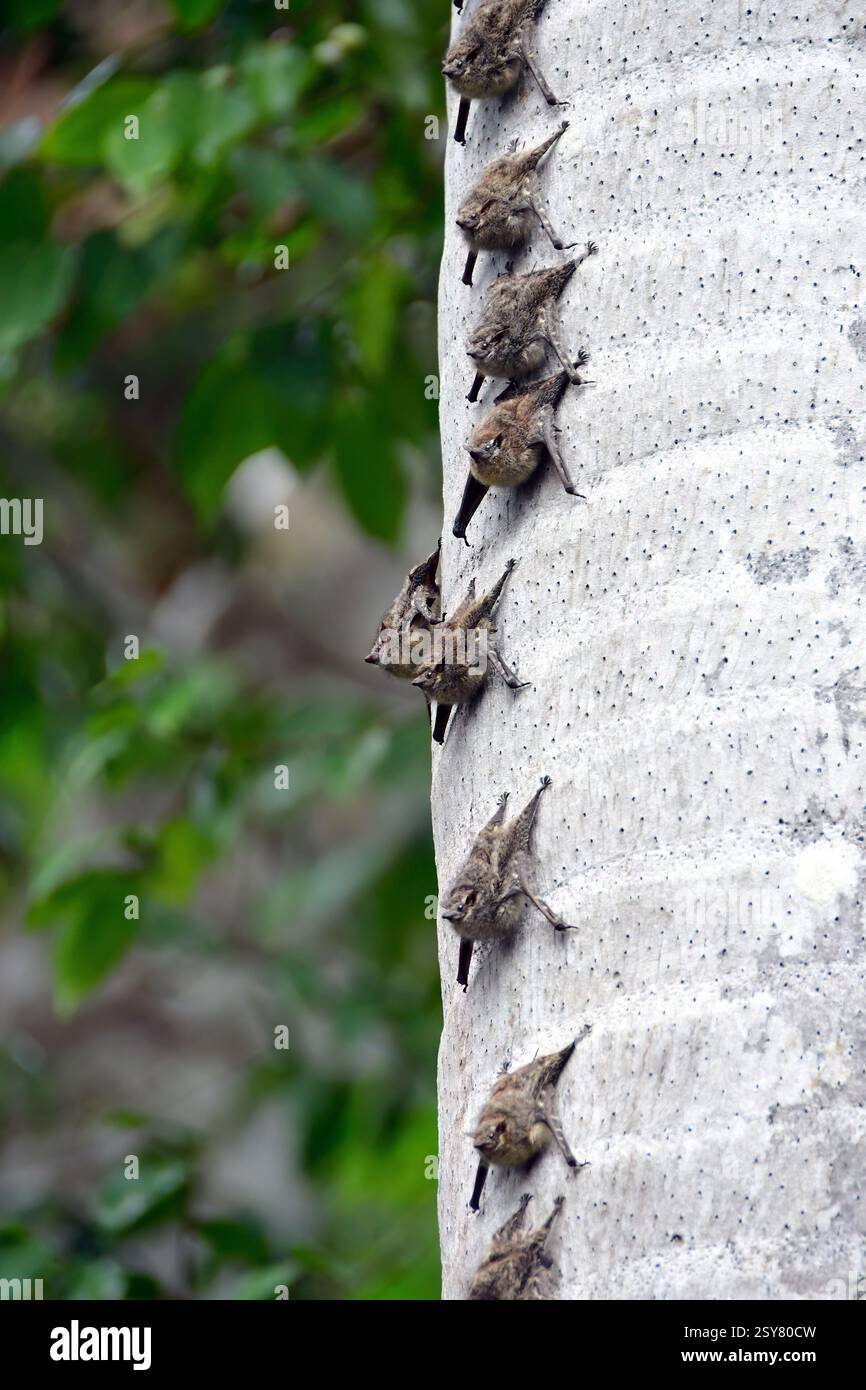 proboscis bat, Nasenfledermaus, Nasin des rivières, Rhynchonycteris ...