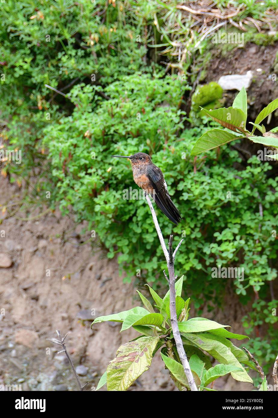 southern giant hummingbird, Riesenkolibri, Colibri géant, Patagona ...
