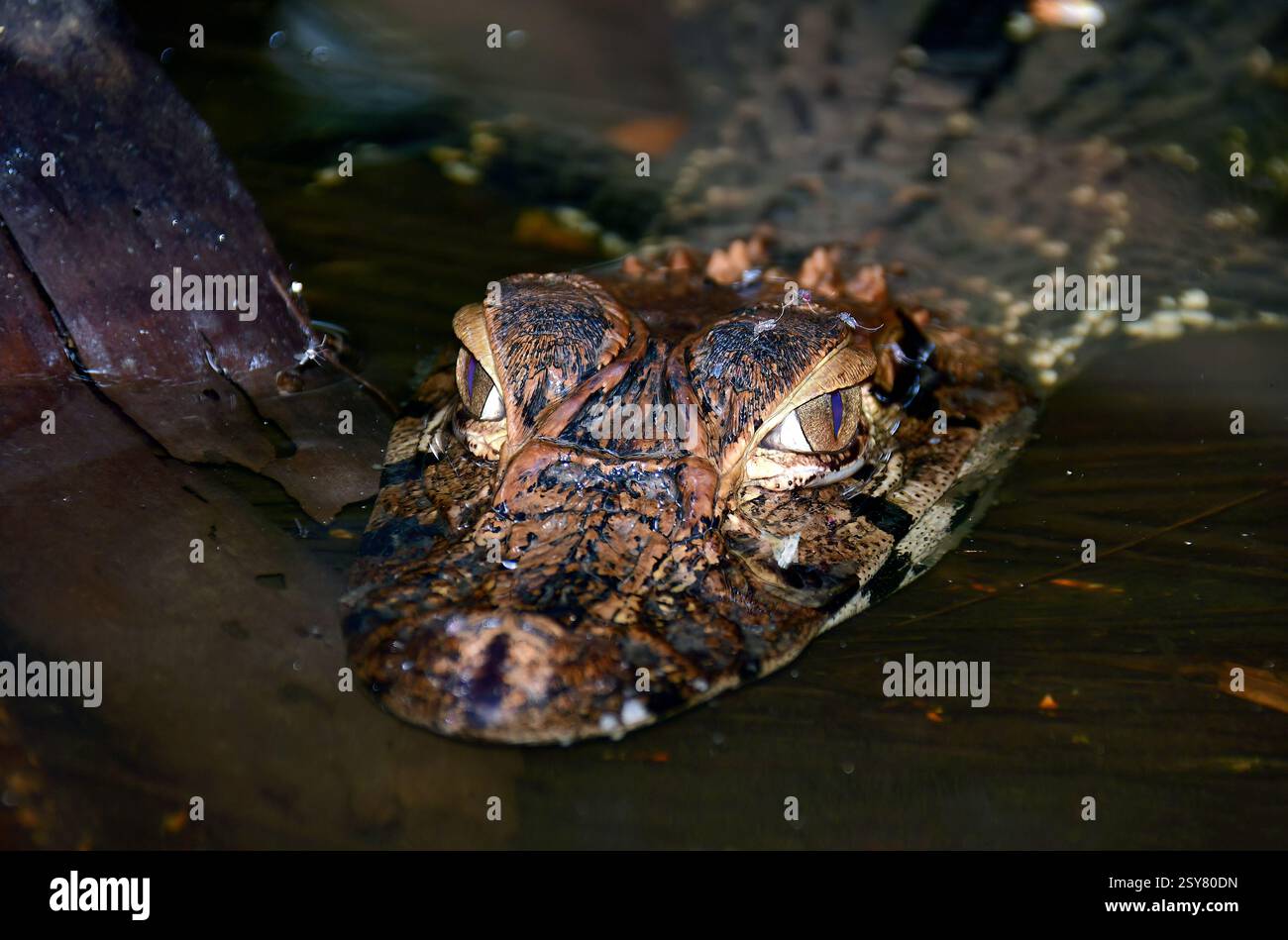 black caiman, Schwarzer Kaiman, Caïman noir, Melanosuchus niger, fekete ...