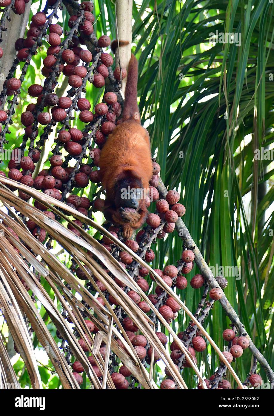 Colombian red howler, Roter Brüllaffe, Hurleur roux, Alouatta seniculus ...