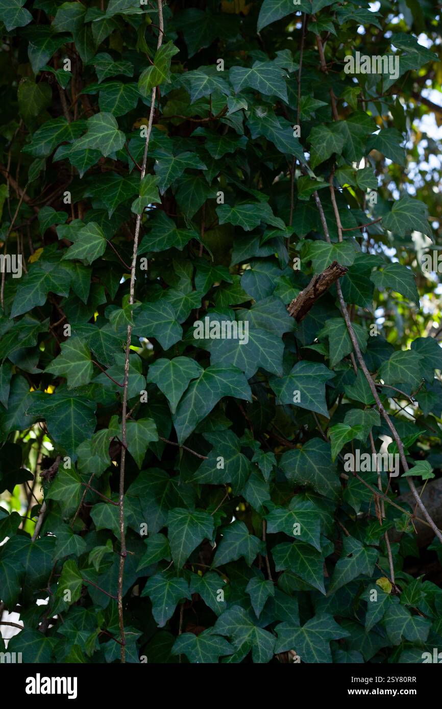 Tree root decor hi-res stock photography and images - Alamy