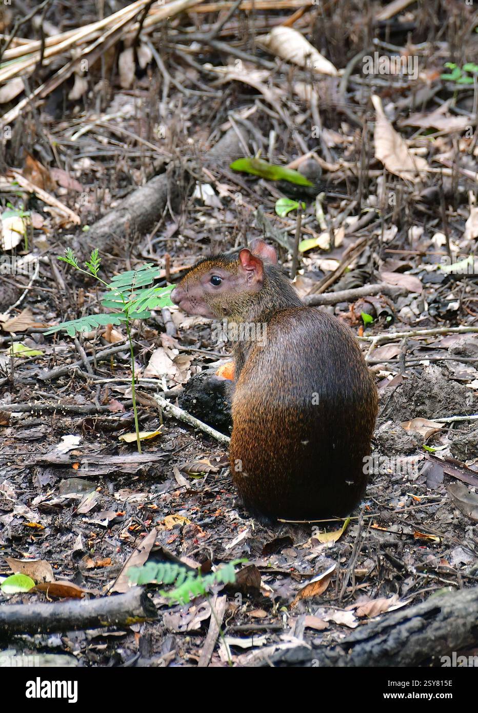 brown agouti, Vielfarbiges Aguti, Dasyprocta variegata, aguti ...
